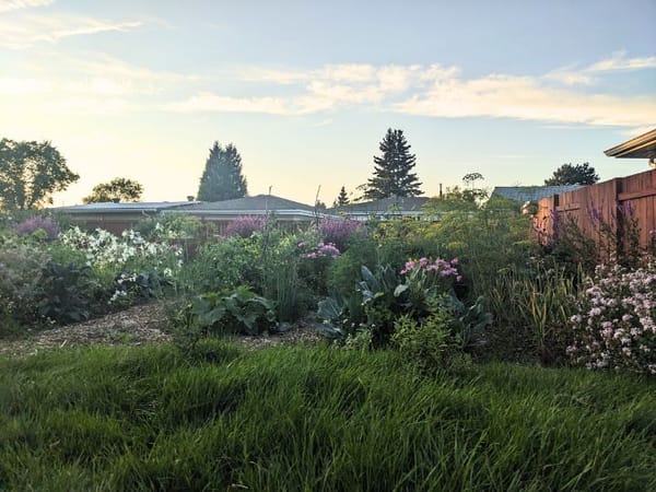 What is interplanting and how can you use it in your garden?